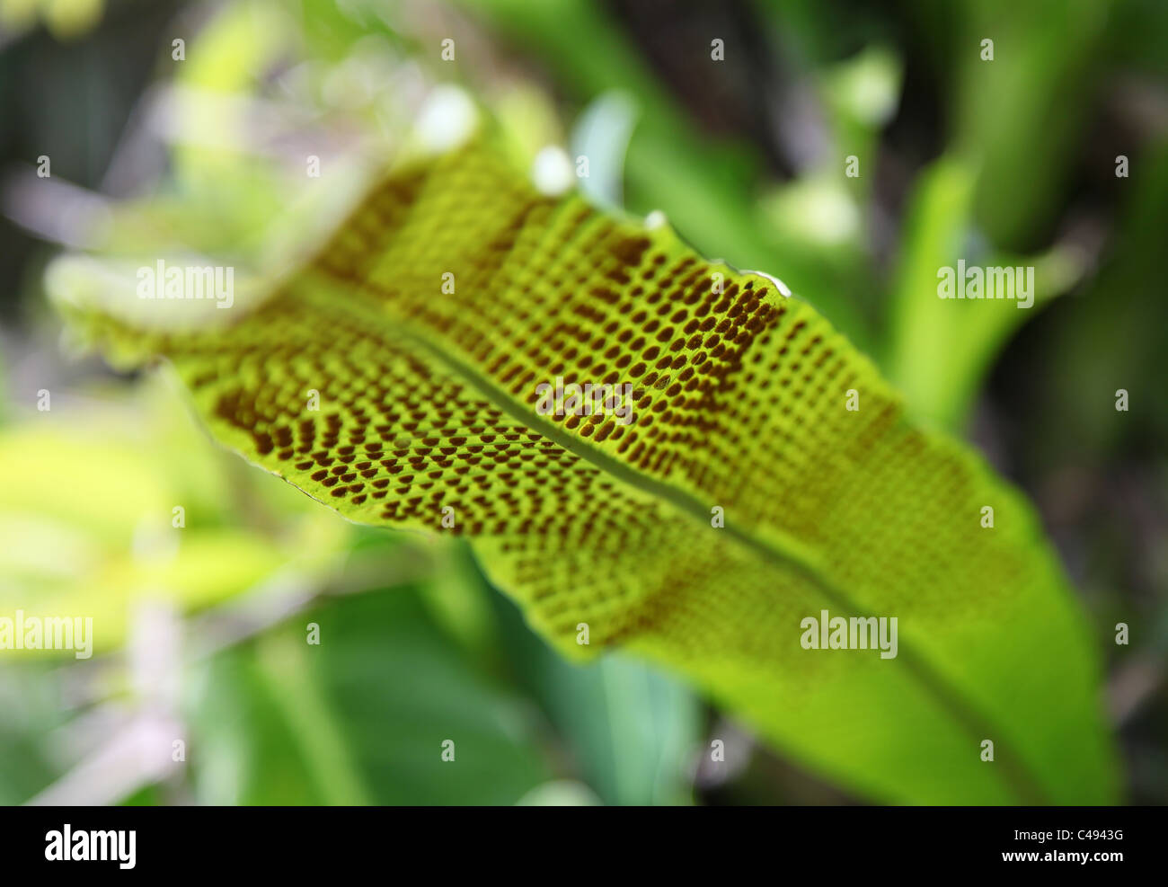 spores underneath a fern leaf Stock Photo - Alamy