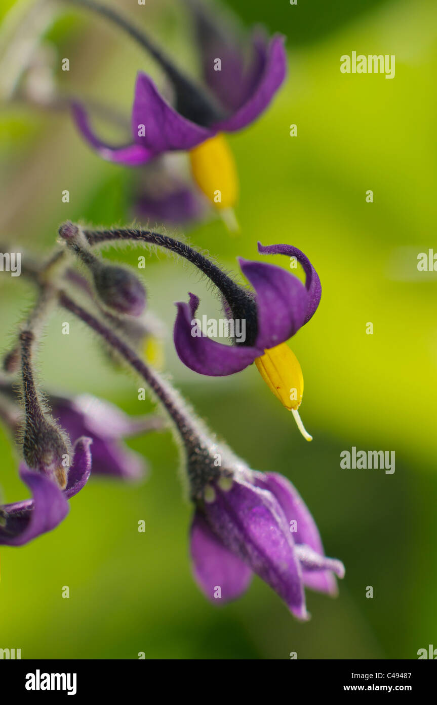 Bittersweet flowers in close-up Stock Photo - Alamy