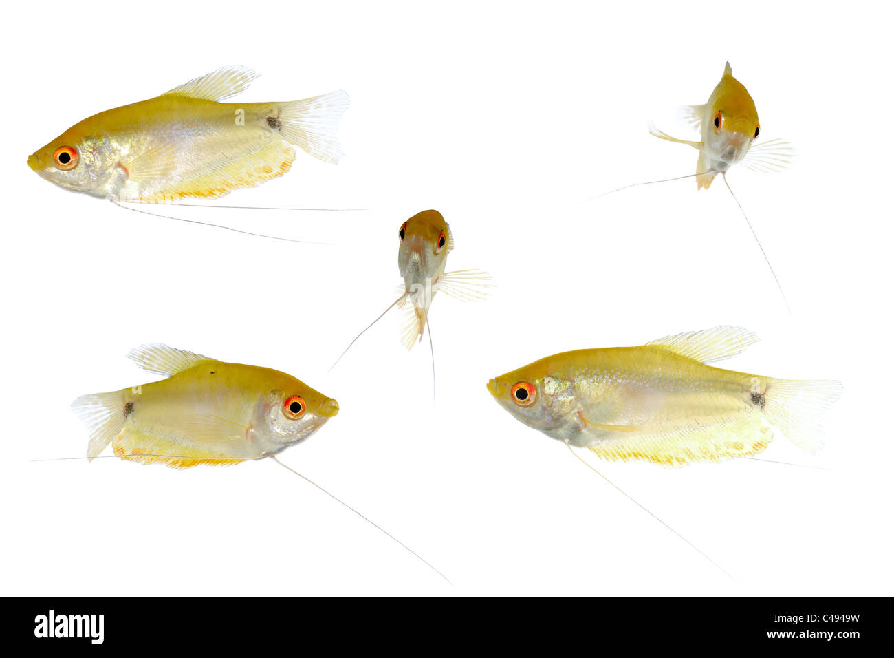 Group of yellow fish. Taken on a clean white background Stock Photo - Alamy