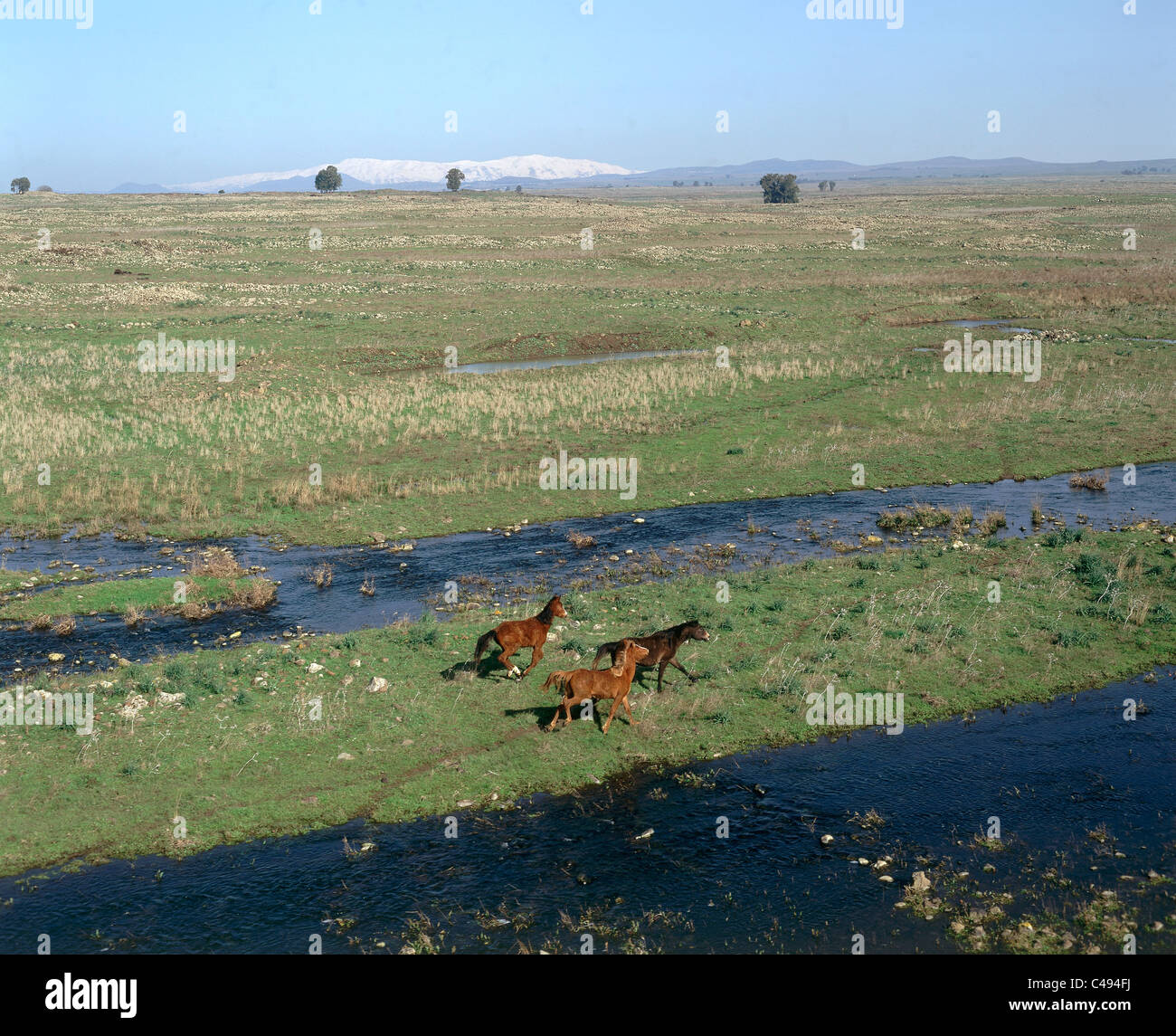 Aerial photograph of three horses galloping in the Northern Golan ...