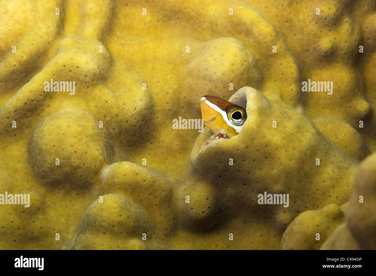Small goby hidden in coral Stock Photo - Alamy