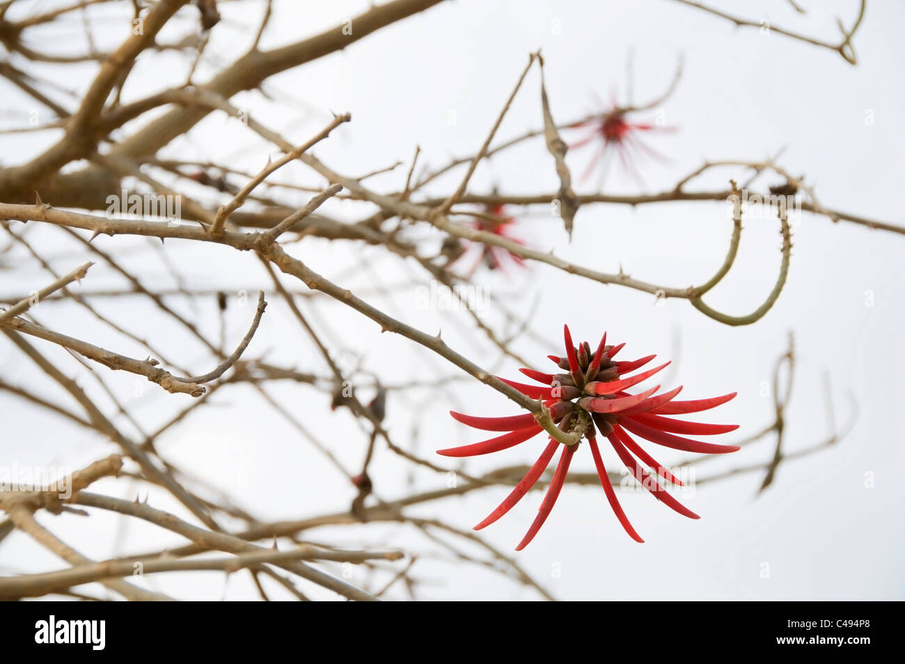 Red coral tree hi-res stock photography and images - Alamy