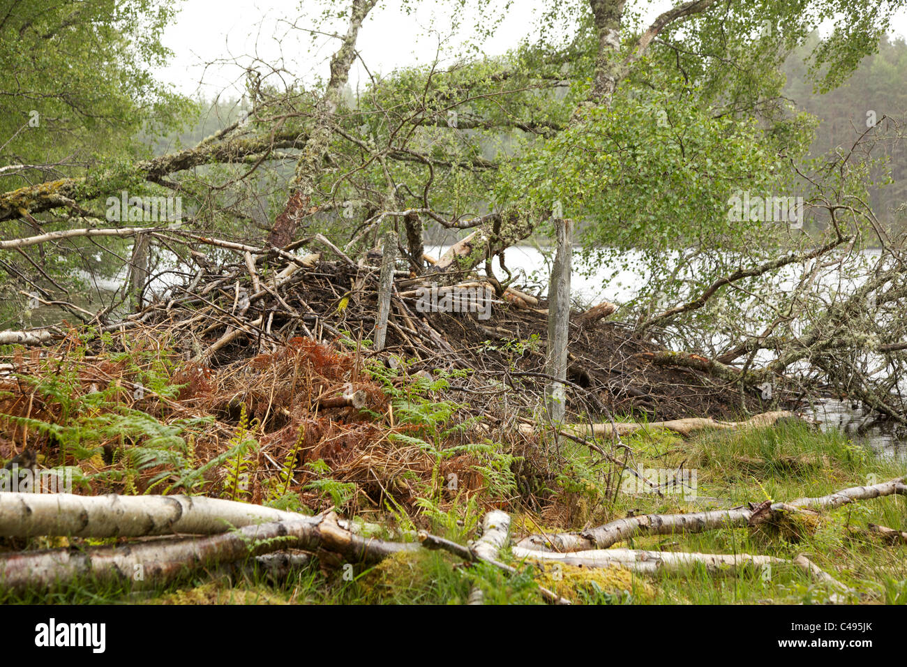 Grass beaver hi-res stock photography and images - Alamy