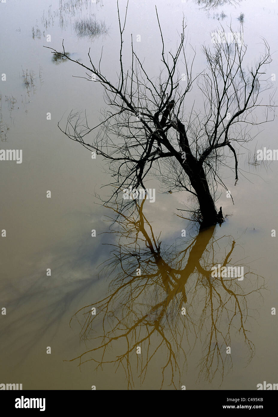Aerial photograph of a single tree in the middle of a swamp Stock Photo ...