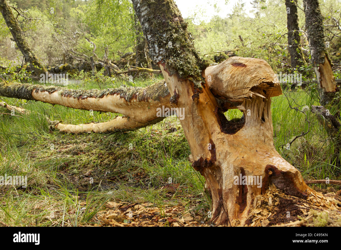 Fallen tree from Beaver activity Stock Photo - Alamy