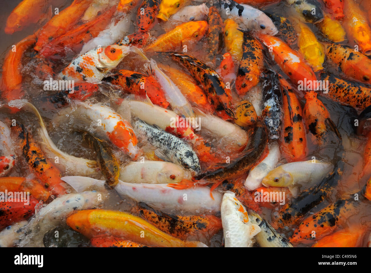 Lake full of Koi Carp fish Stock Photo - Alamy
