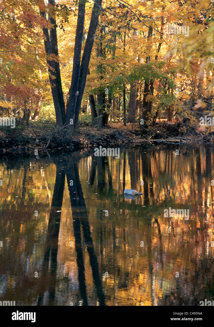 Photograph of a pond and a forest in Pennsylvania Stock Photo - Alamy