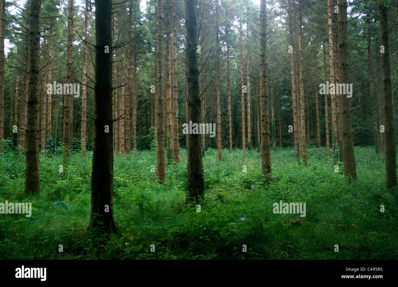 Photograph of a forest in Ireland Stock Photo - Alamy