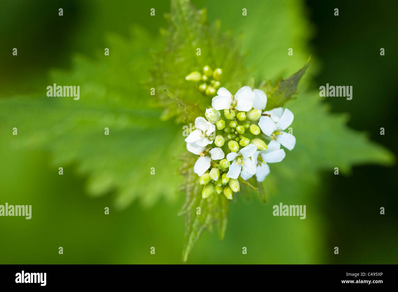Garlic Mustard, Alliaria petiolata, in flower Stock Photo - Alamy