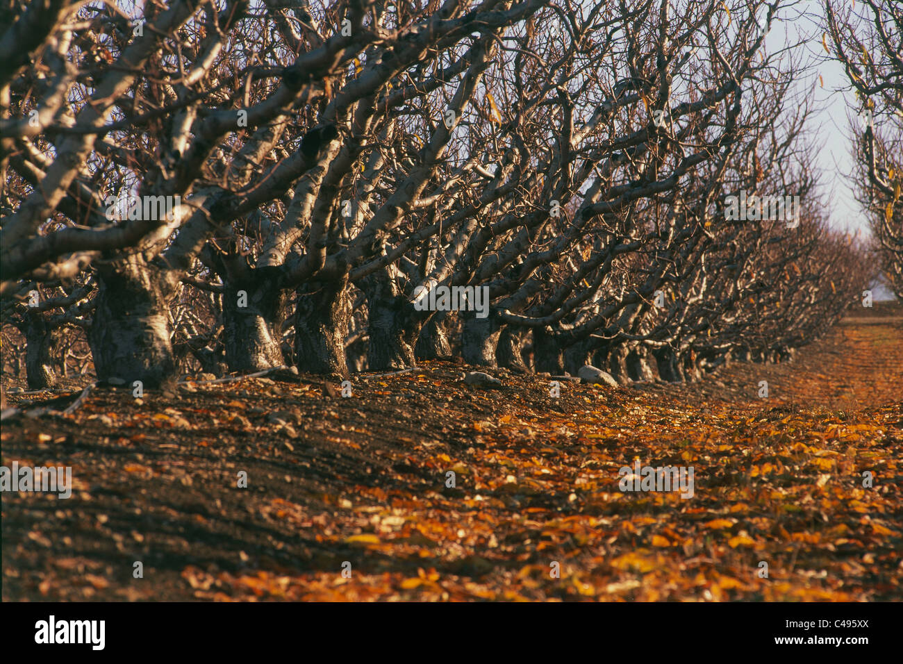 Photograph of a plantation in the Upper Galilee at winter Stock Photo ...