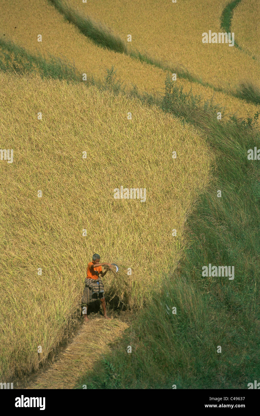 Photograph of a man harvesting the crops in a field at Bhutan Stock ...