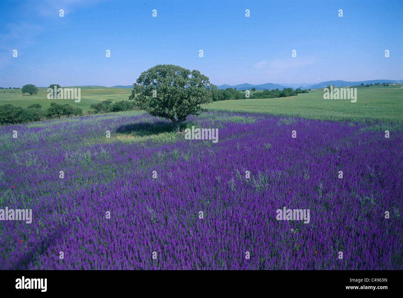Aerial photograph of a green and purple fields in Greece Stock Photo ...