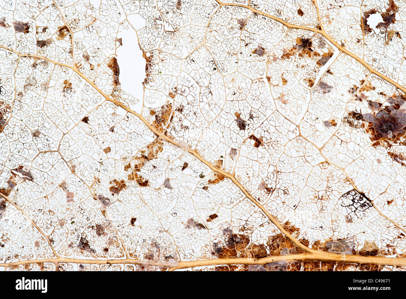 old leaf - texture of ribbing Stock Photo - Alamy