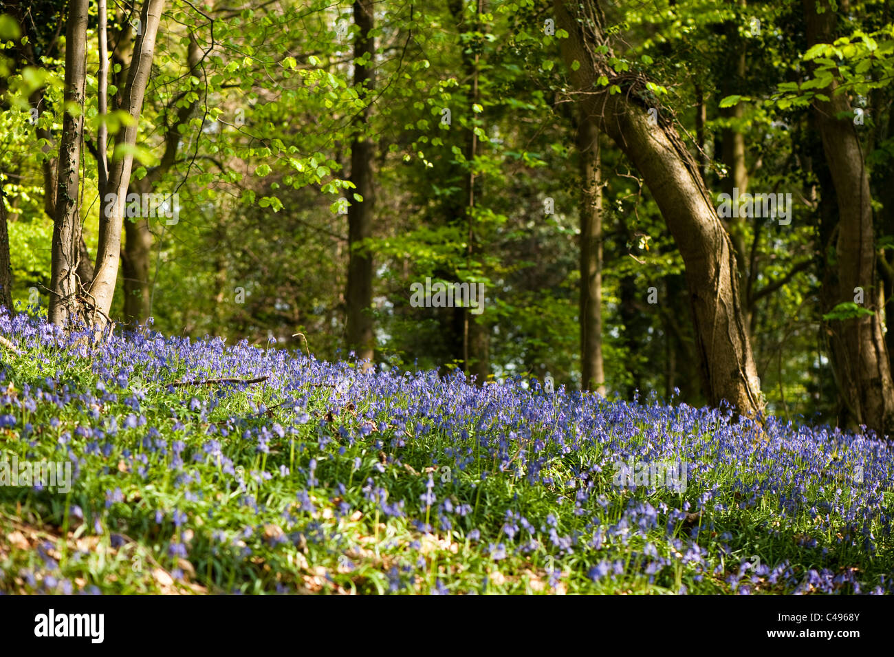 Bluebell woods in Spring, The Cotswolds, England, United Kingdom Stock ...