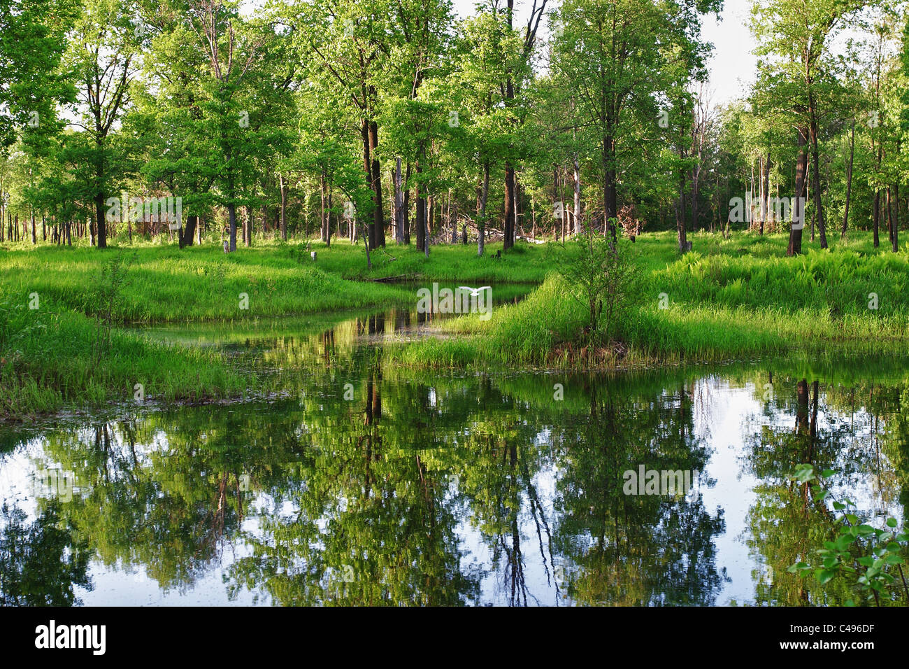 Trees and their reflection in a lake Stock Photo - Alamy