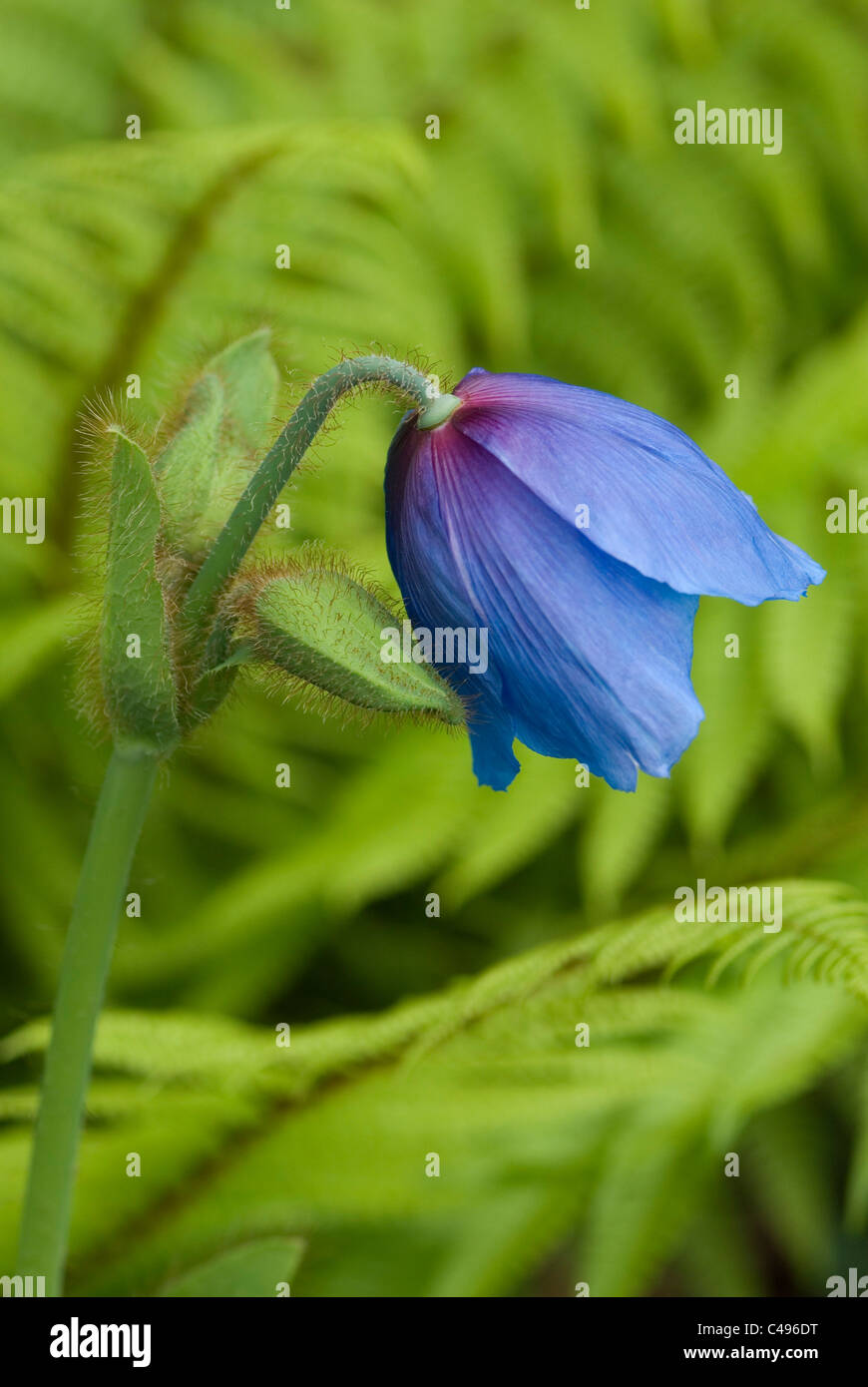 Emerging blue poppy Stock Photo - Alamy