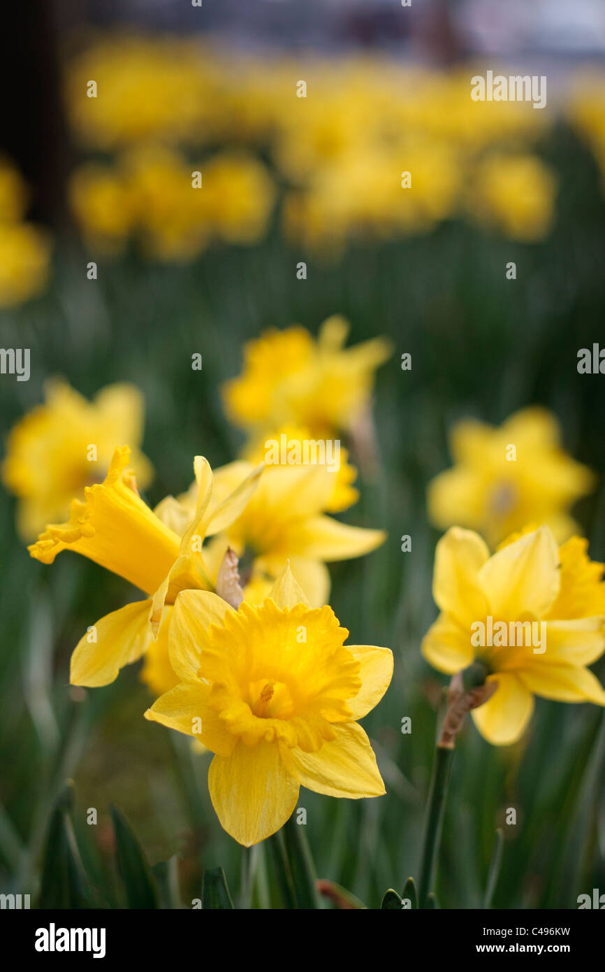 Yellow dafodill hi-res stock photography and images - Alamy