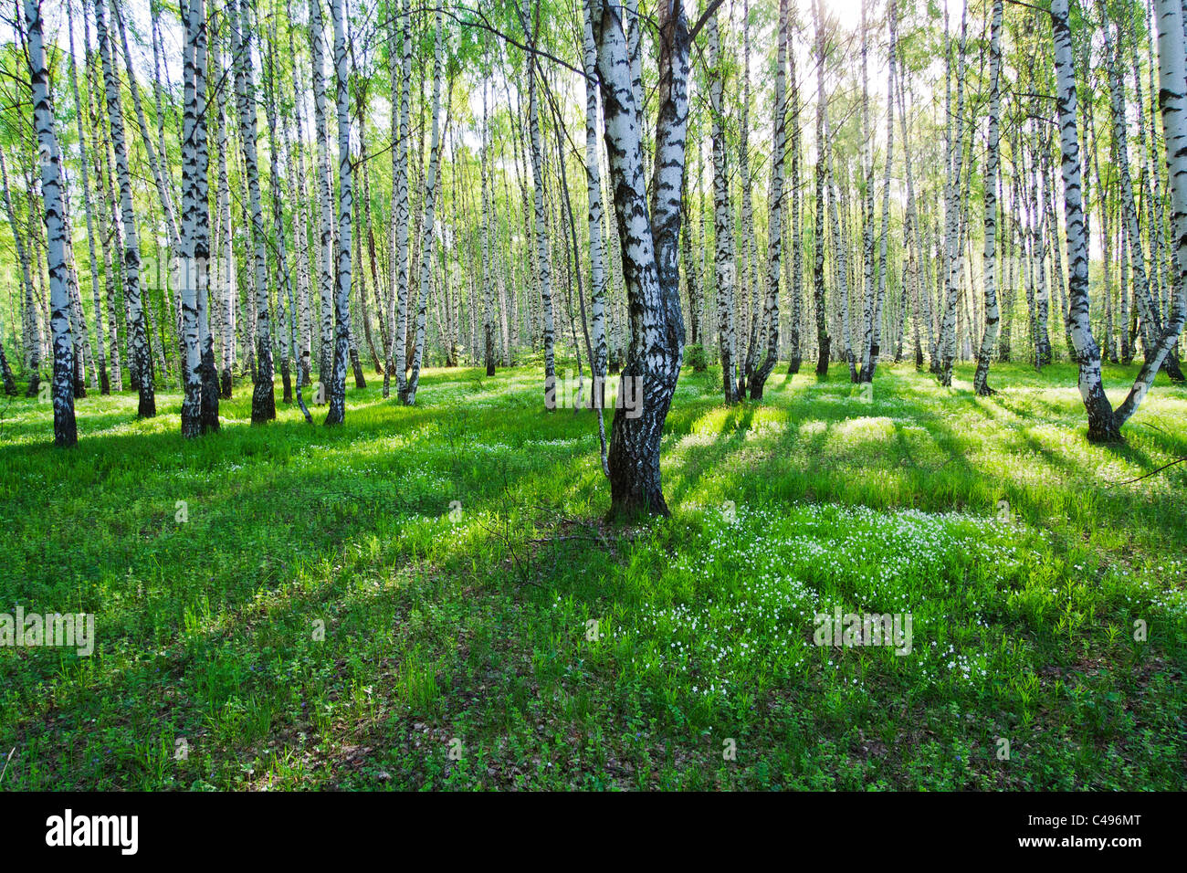 Birch trees with long shadows in summer Stock Photo - Alamy