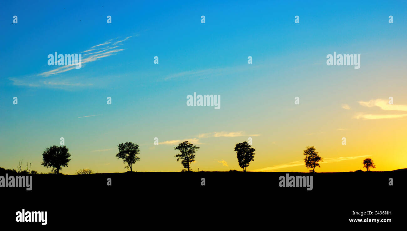 Beautiful cloudy and colored evening sky behind a line of trees Stock ...