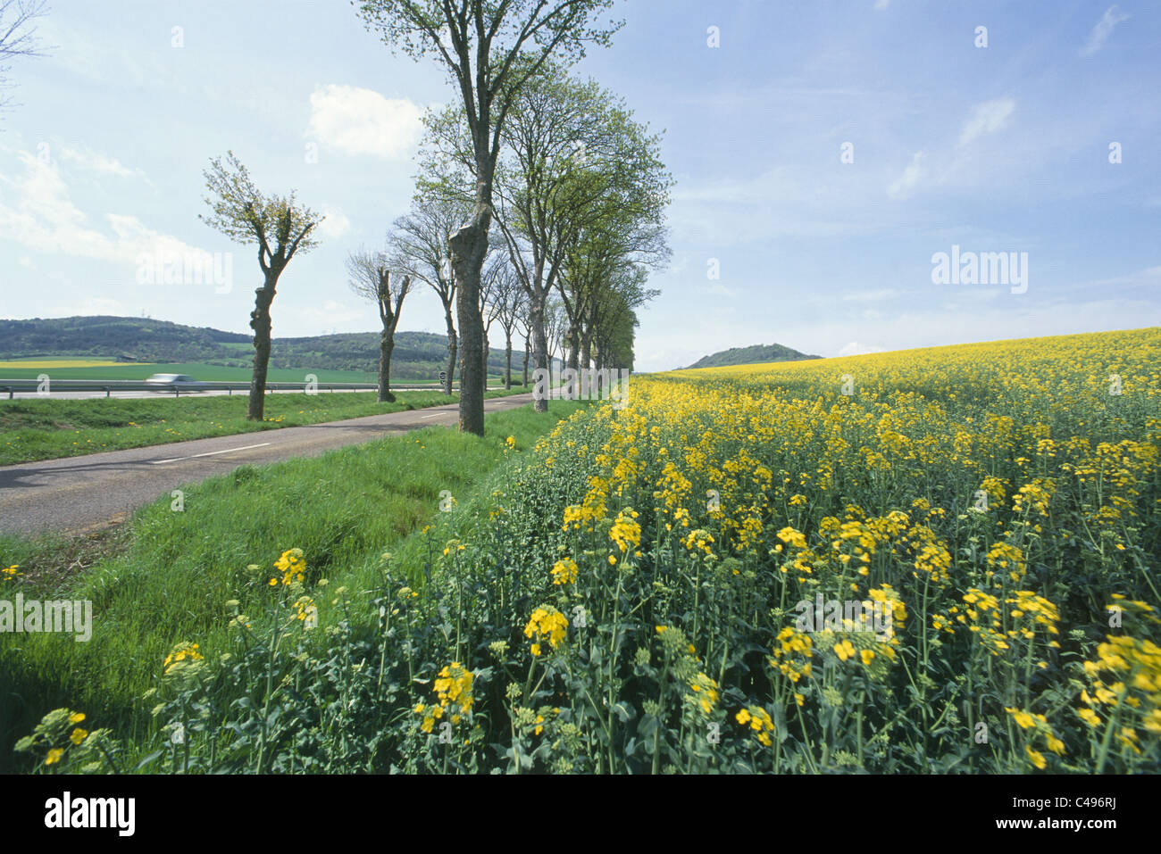 Photograph of a green and yellowish field in Normandy Stock Photo - Alamy