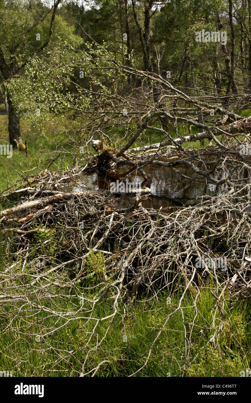 Dam wood hi-res stock photography and images - Alamy