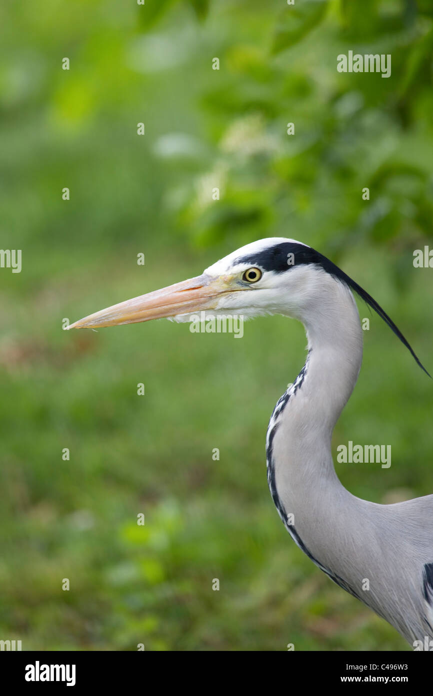 Wispy crest hi-res stock photography and images - Alamy