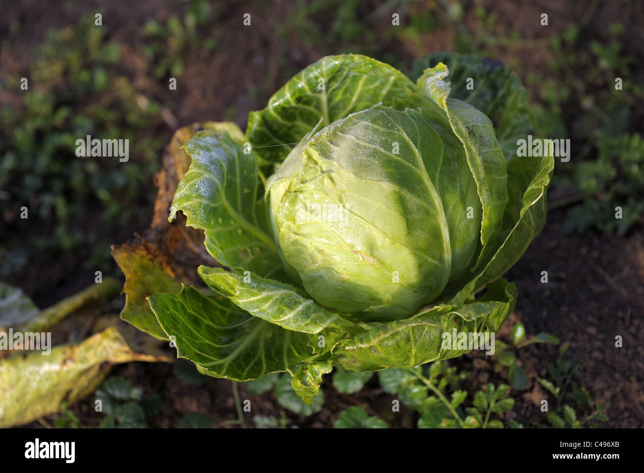 Ripe cabbage on a bed Stock Photo - Alamy