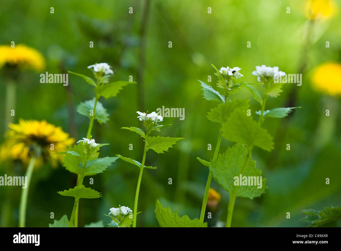 Garlic Mustard, Alliaria petiolata, in flower Stock Photo - Alamy
