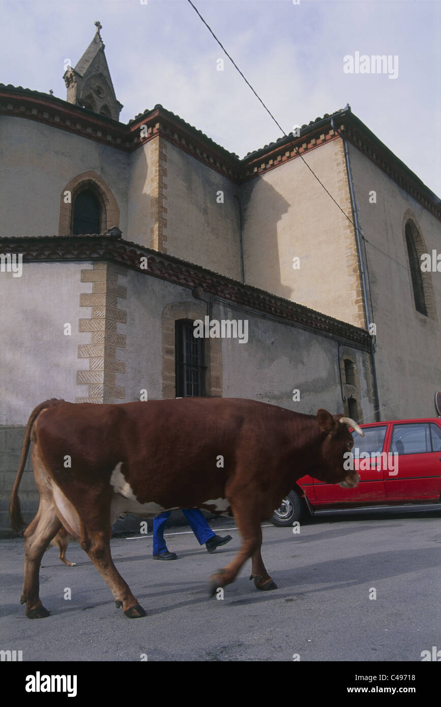Photograph of a cow with six legs on a street of a village in France ...