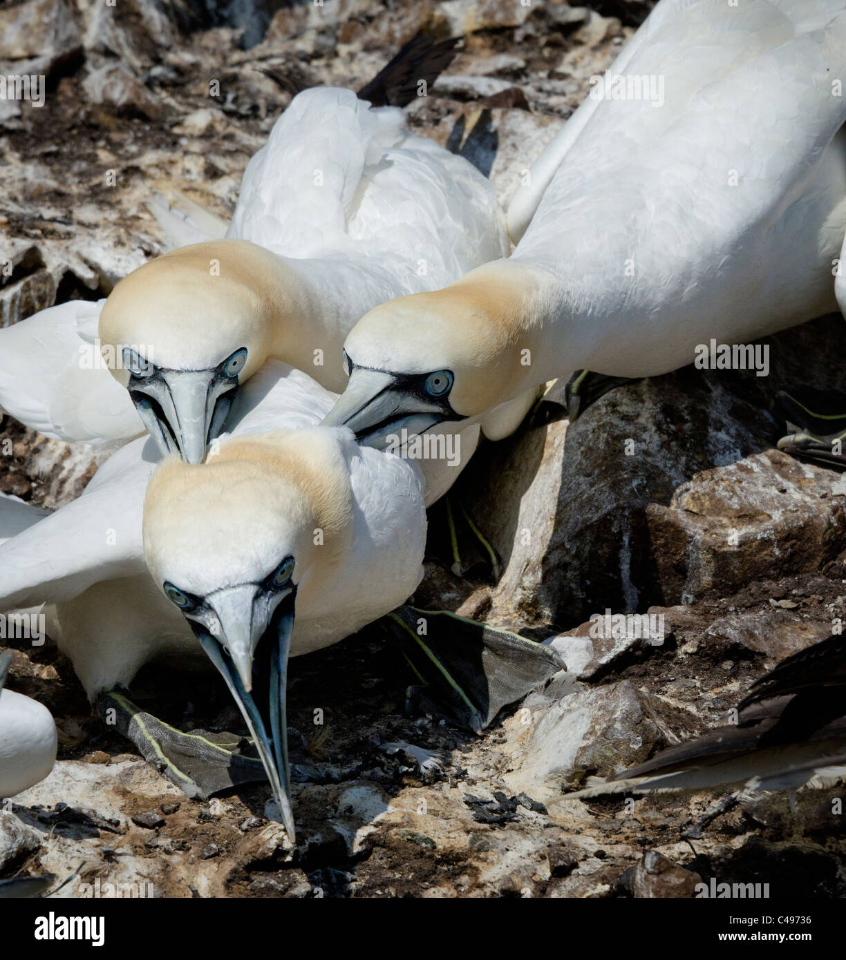 Aggression between Gannets on a crowded bird colony Stock Photo - Alamy