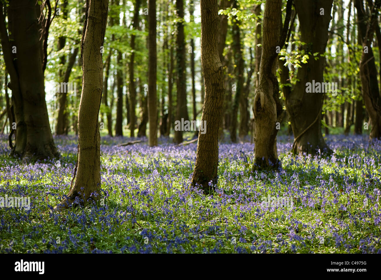 Bluebell woods in Spring, The Cotswolds, England, United Kingdom Stock ...