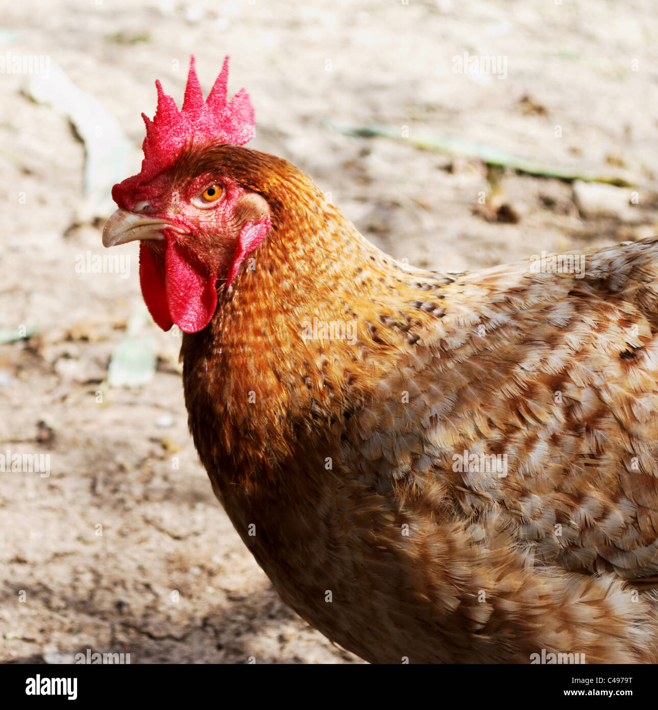 Brown chicken closeup Stock Photo - Alamy