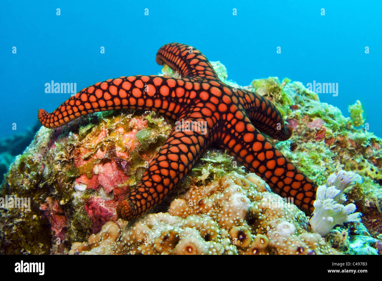 Starfish seastar underwater hi-res stock photography and images - Alamy