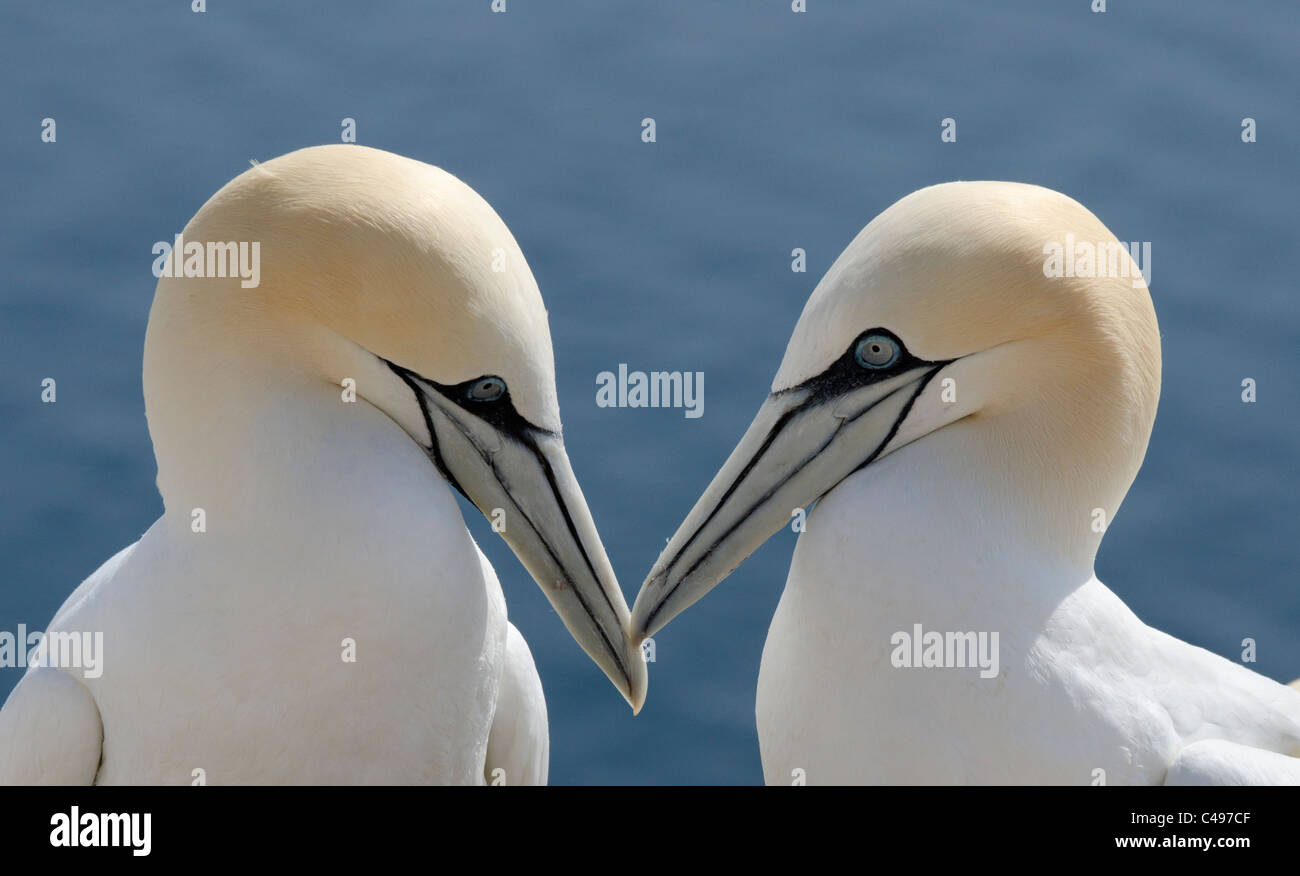 Pair gannets tapping beaks together hi-res stock photography and images ...