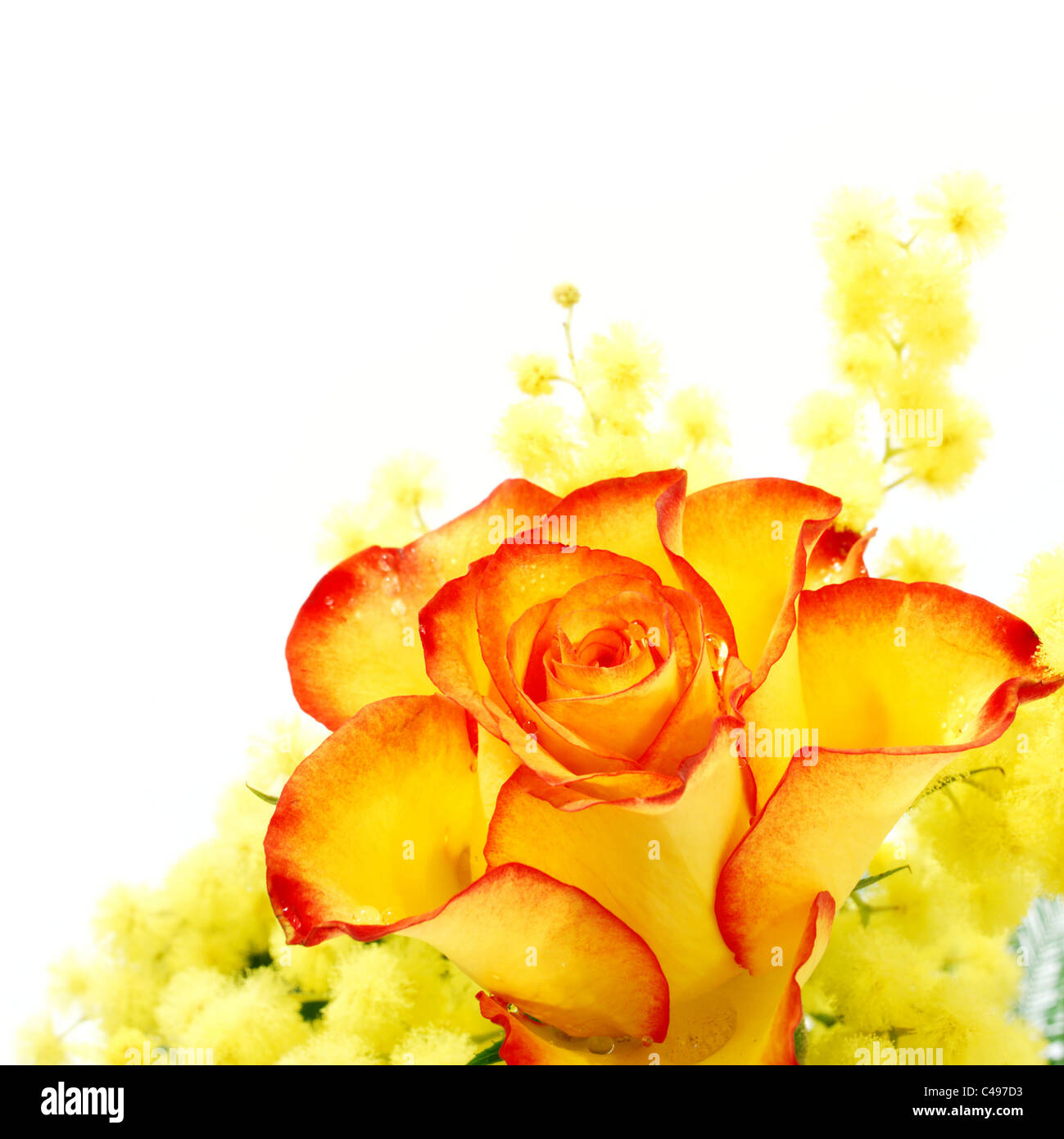 Red and yellow rose arrangement photographed on white background Stock ...