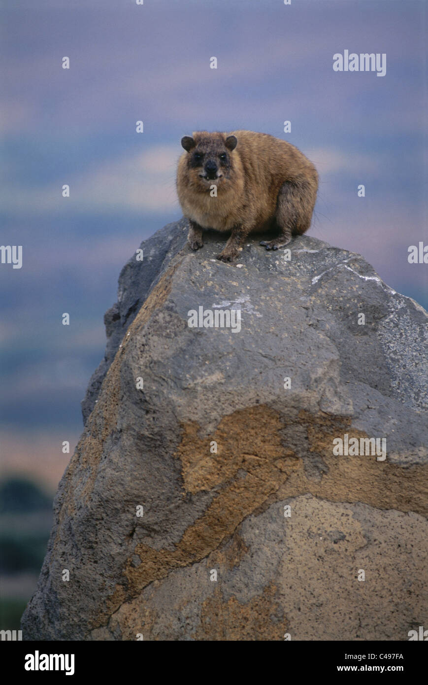 Rabbit on rock ground hi-res stock photography and images - Alamy