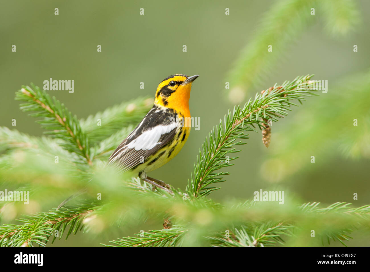 Blackburnian warblers hi-res stock photography and images - Alamy