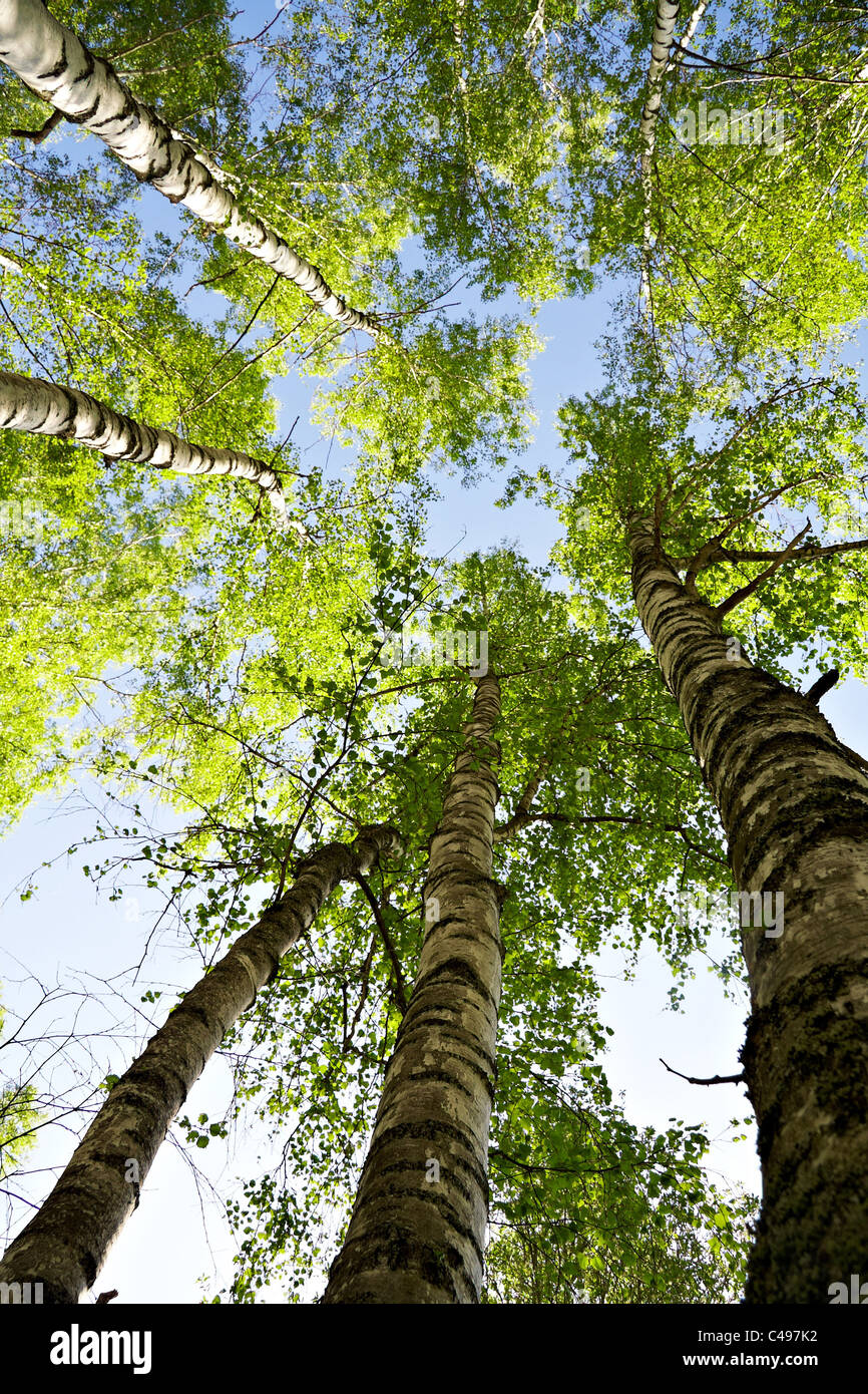 Trees Forest Vertical Birch