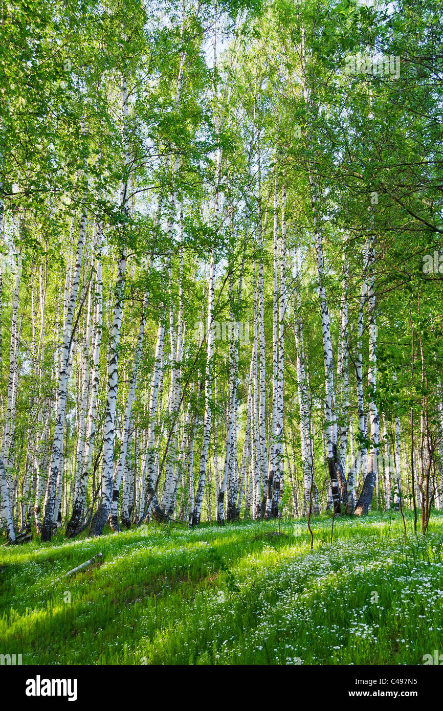 Birch forest on a bright sunny day Stock Photo - Alamy