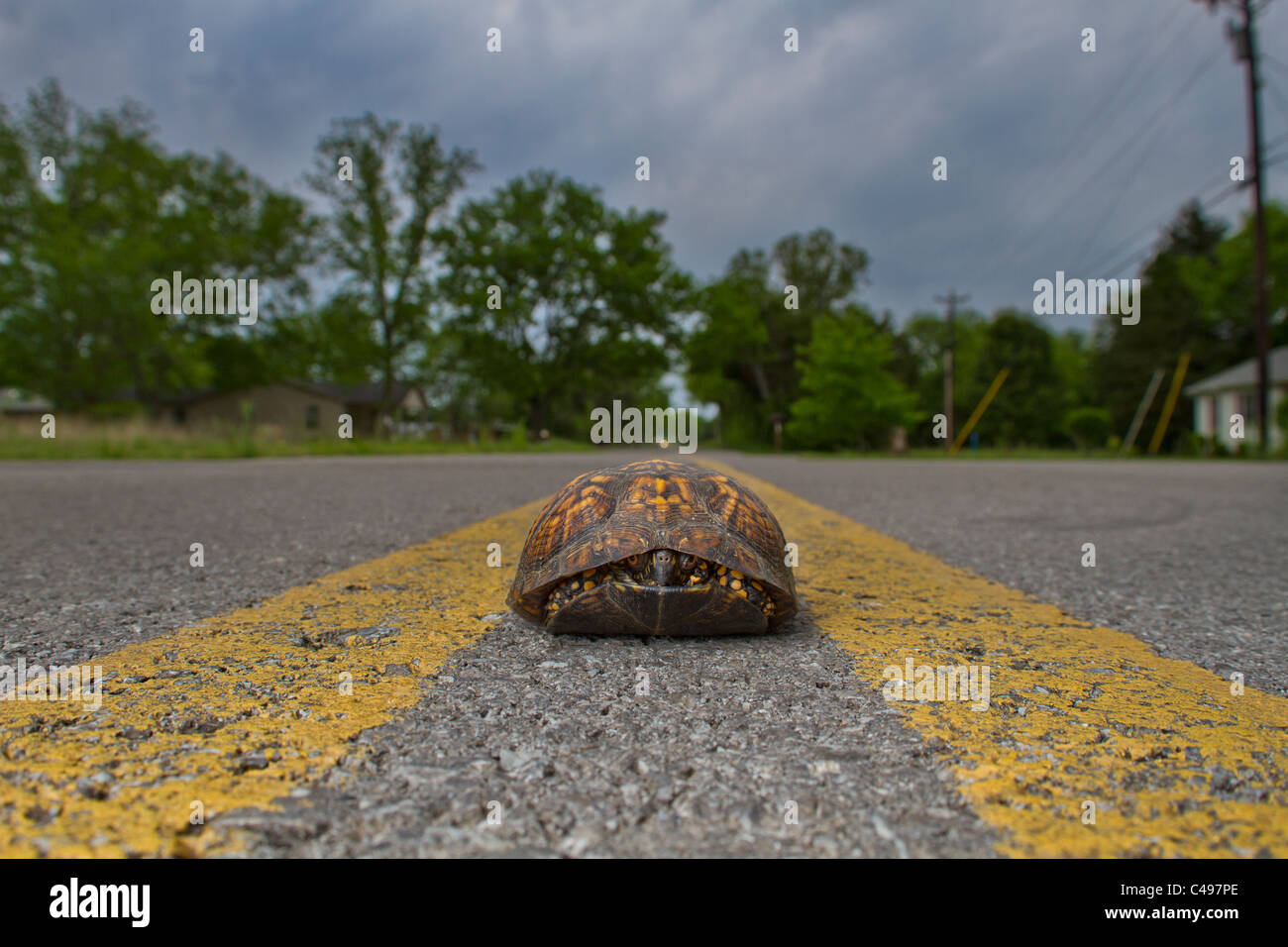 Box turtle hi-res stock photography and images - Alamy