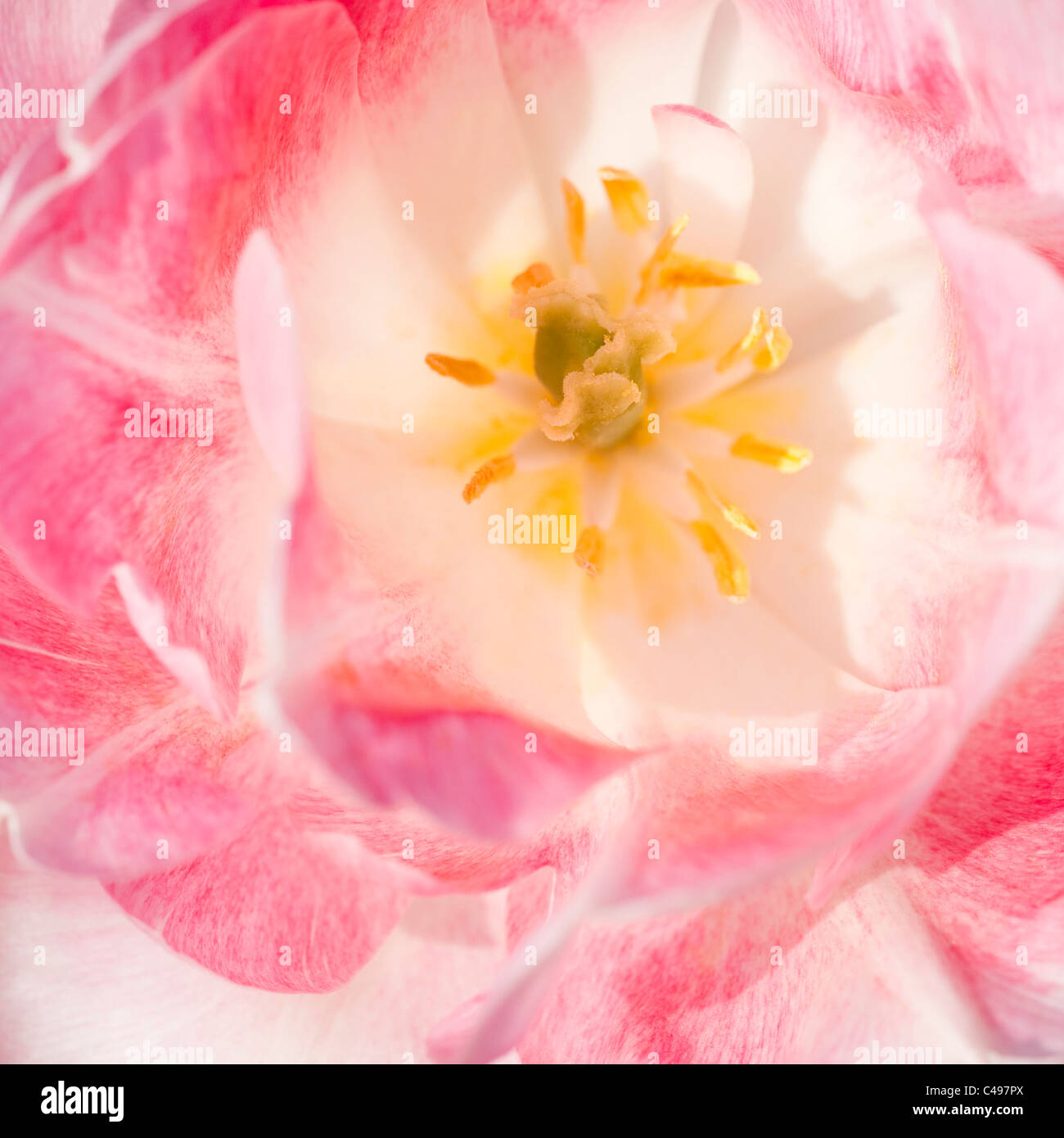 Tulipa ‘Angelique’, Double Late Tulip, in bloom Stock Photo - Alamy