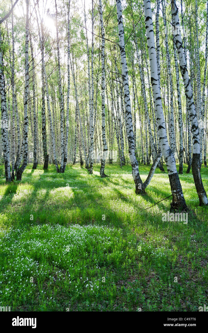 Birch trees with long shadows in summer Stock Photo - Alamy