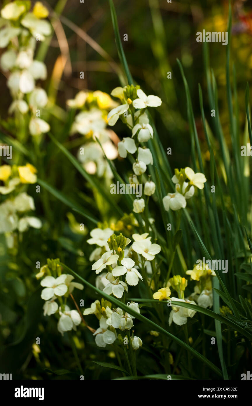 Creamy ivory hi-res stock photography and images - Alamy
