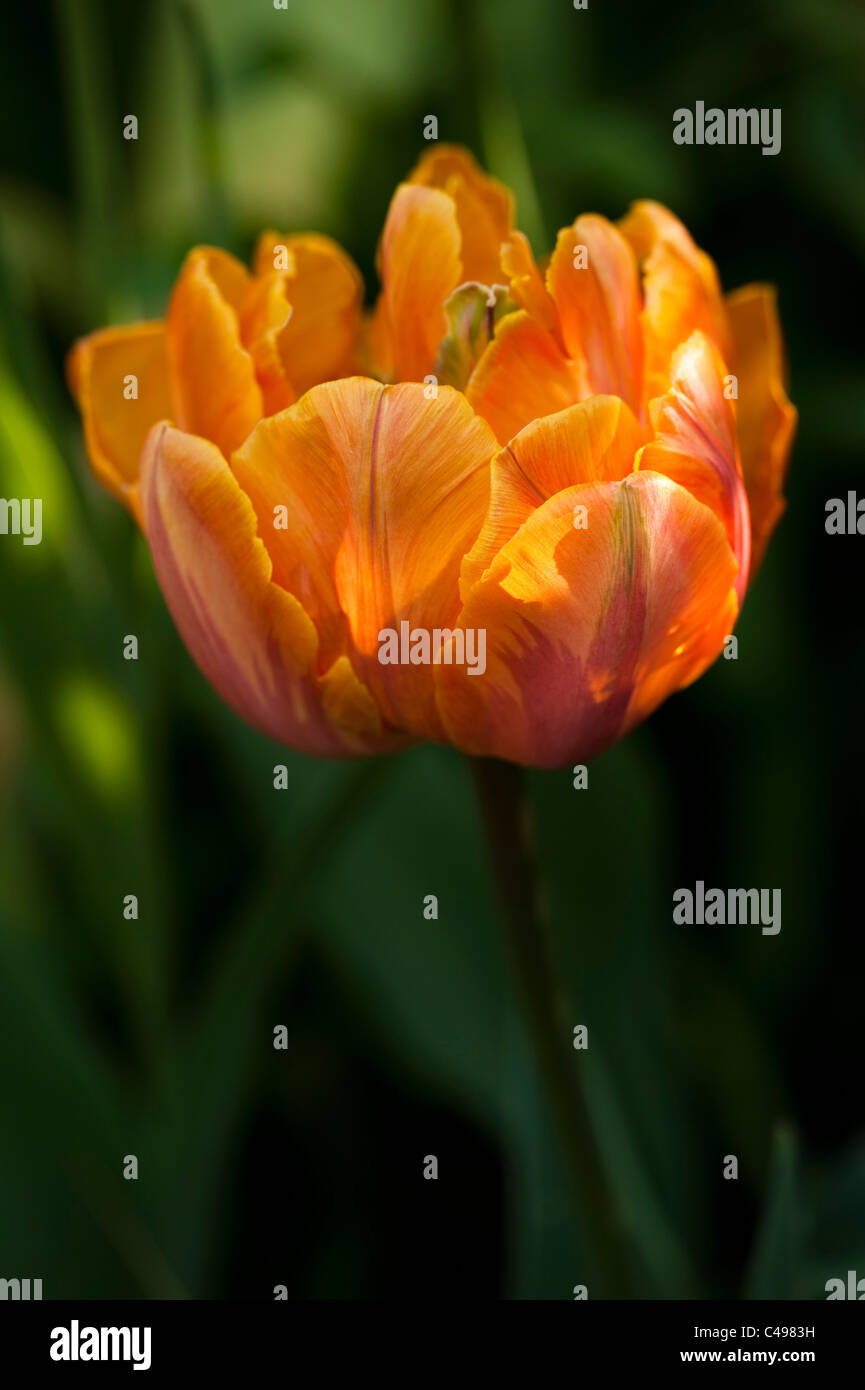 Tulipa ‘Orange Princess’, Double Late Tulip, in flower Stock Photo - Alamy