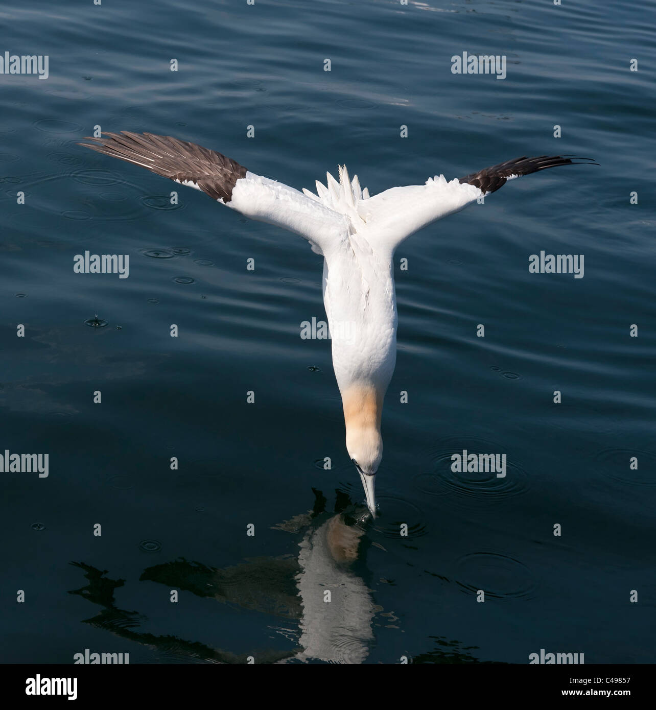 Diving Gannet at point of entry into the sea Stock Photo - Alamy