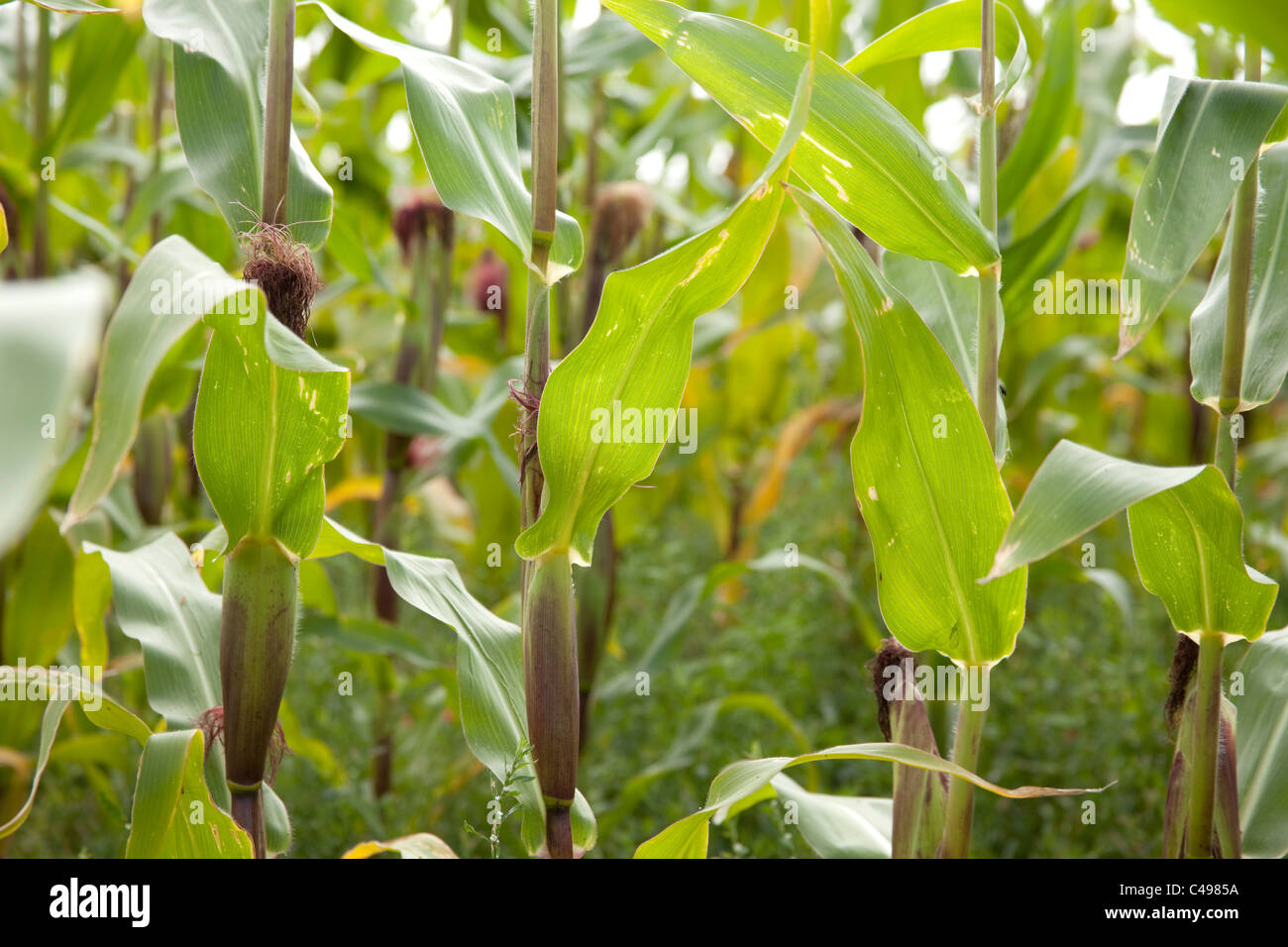 British corn field hi-res stock photography and images - Alamy