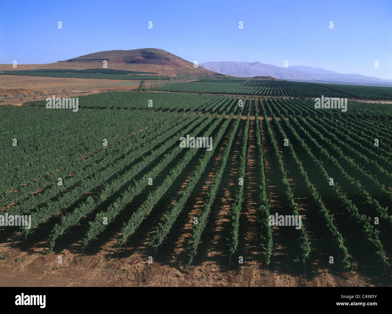 Israel vineyard golan hi-res stock photography and images - Alamy