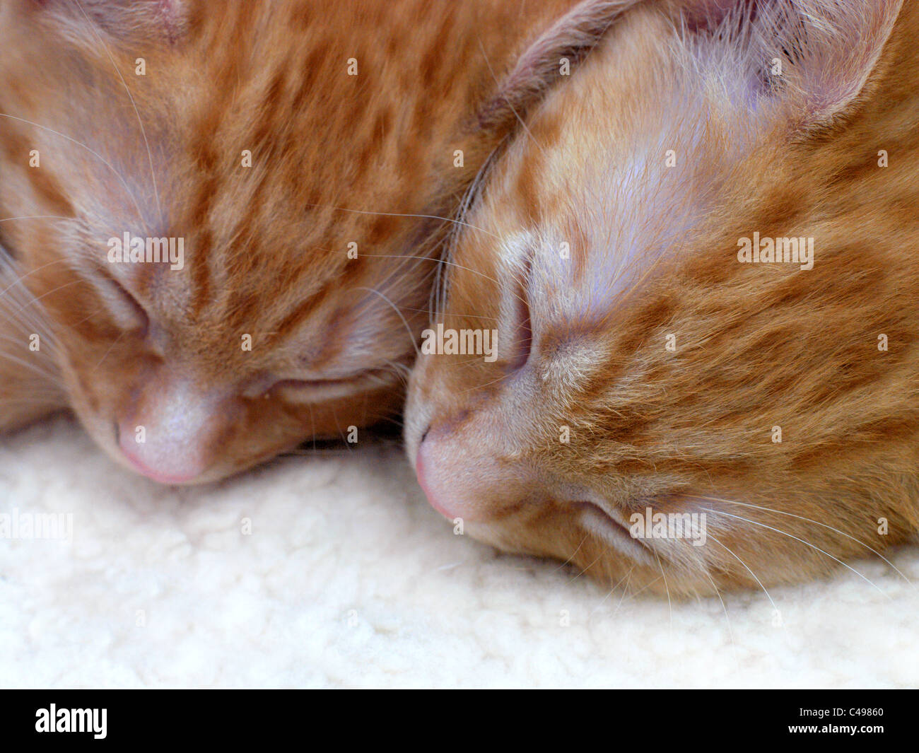 Two Ginger Kittens Sleeping Together Stock Photo - Alamy