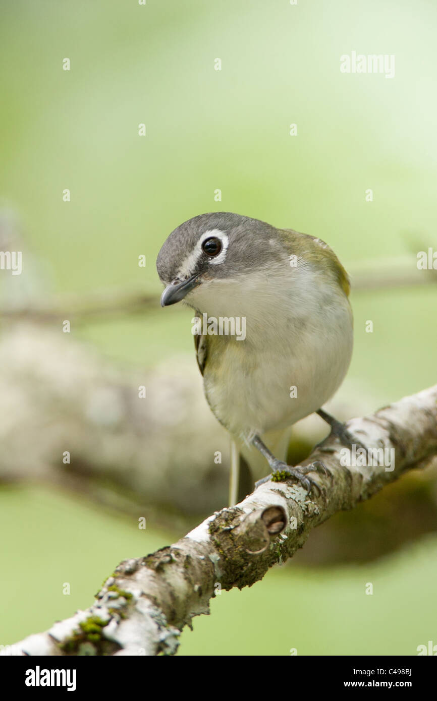 Blue headed vireo hi-res stock photography and images - Alamy