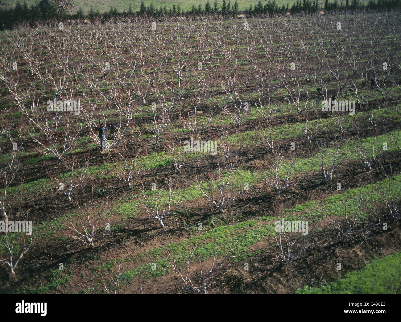 Aerial photograph of the Agriculture fields of the village of Merom ...